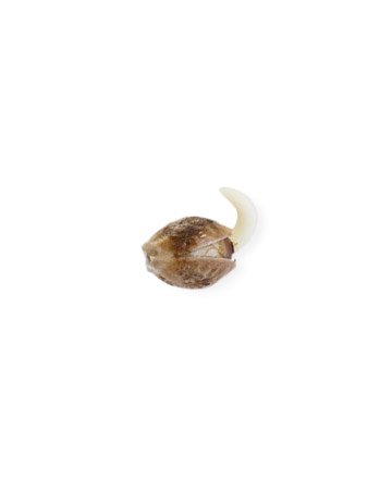 Allen Wrench Strain Feminized Seeds | The Seed Pharm