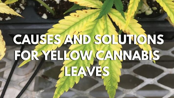 Causes and Solutions for Yellow Cannabis Leaves