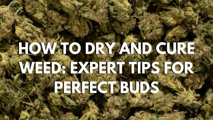 The #1 California Marijuana Seeds Company | The Seed Pharm